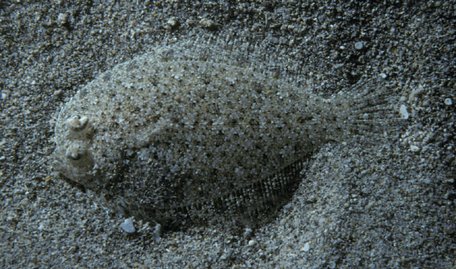 Hawaiian Dwarf Flounder (Reef Fish of the Hawaiian Islands) · iNaturalist