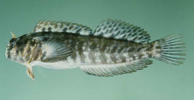 Marbled blenny (Bony Fishes (Actinopterygii) of the Hawaiian Islands ...